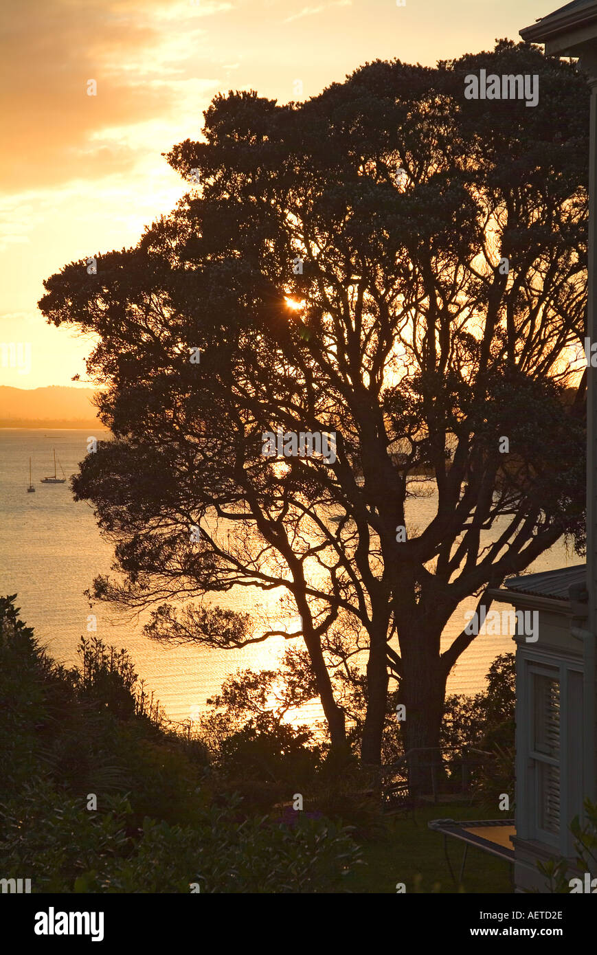 Trees and harbour at sunset Waitemata Harbour at sunset from Northcote ...