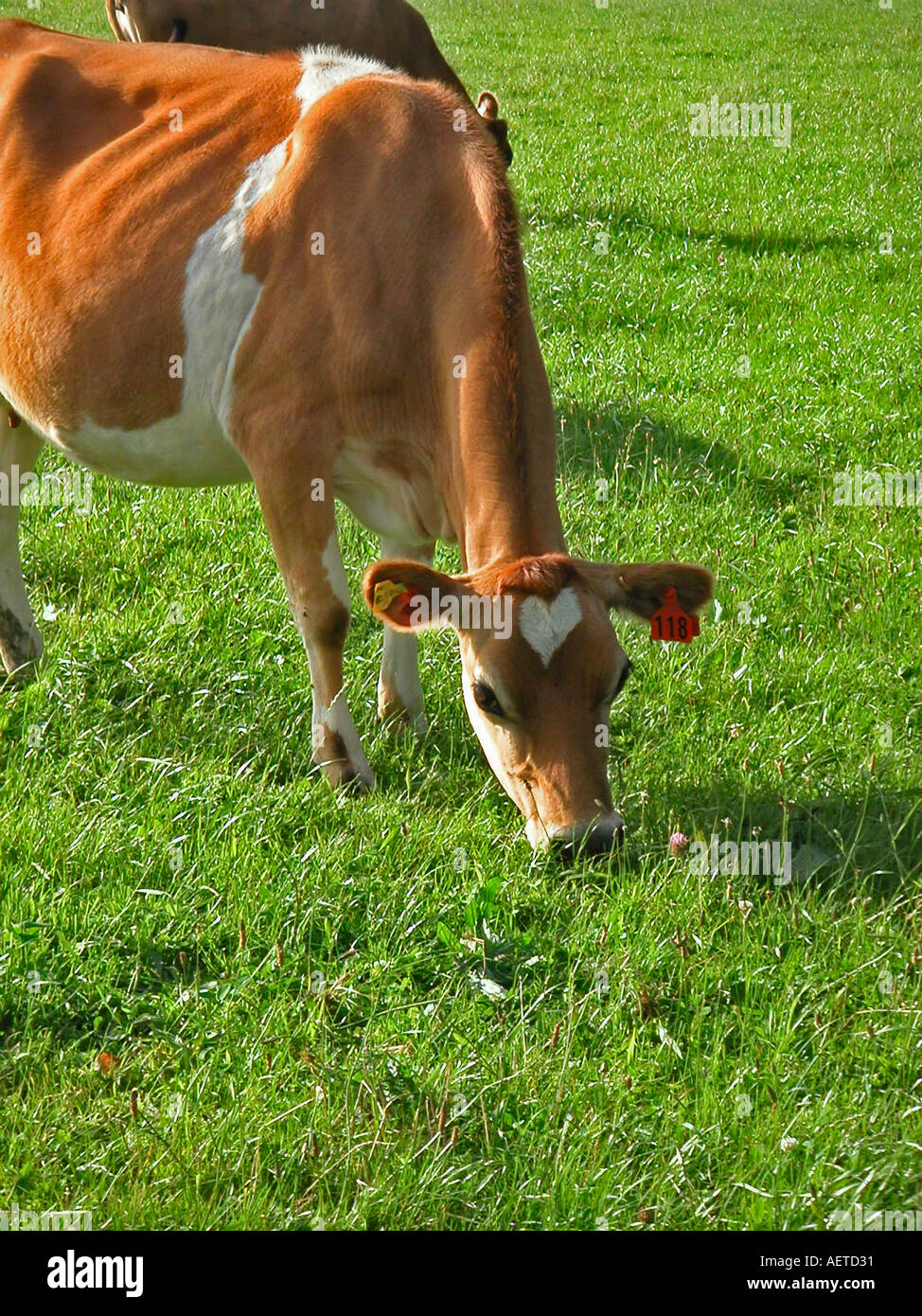 Cow in New Zealand paddock Stock Photo - Alamy