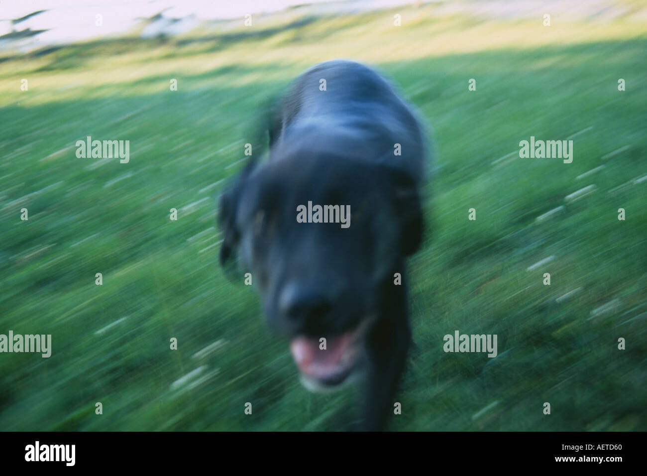 dog coming towards you Stock Photo - Alamy