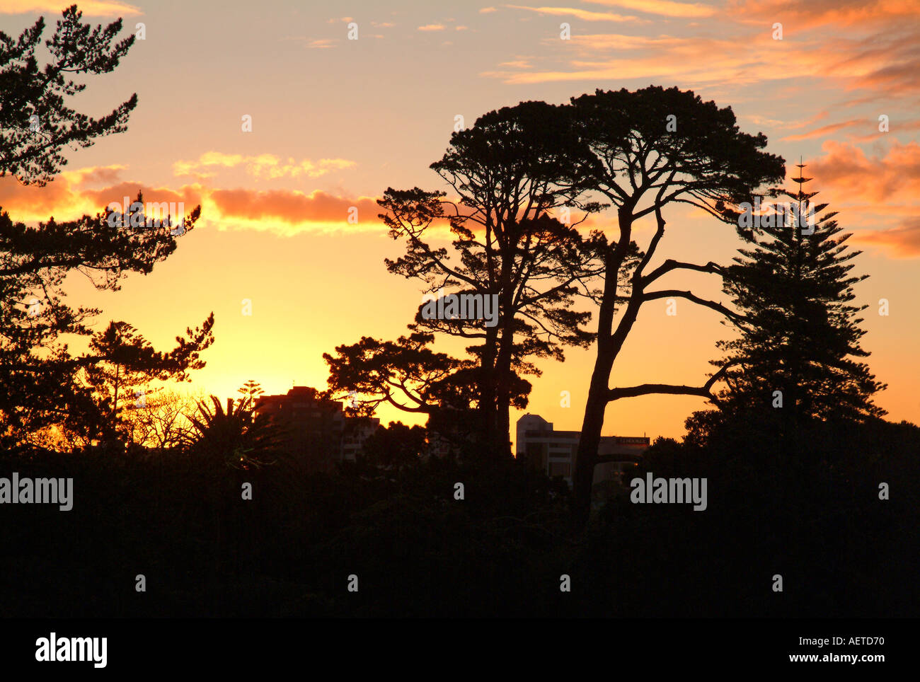 Trees and Auckland sunset the Domain Auckland new Zealand Stock Photo ...