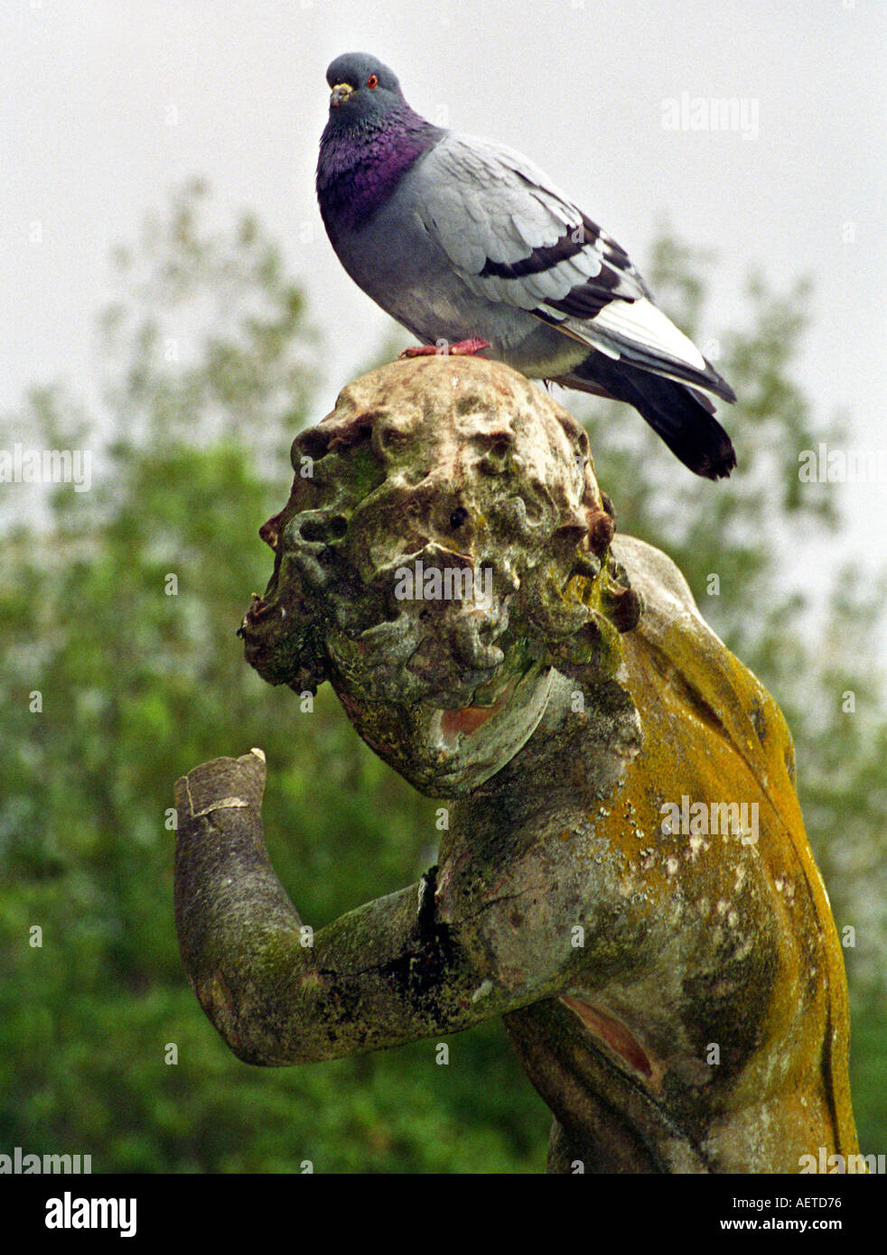 Pidgeon on statue hi-res stock photography and images - Alamy