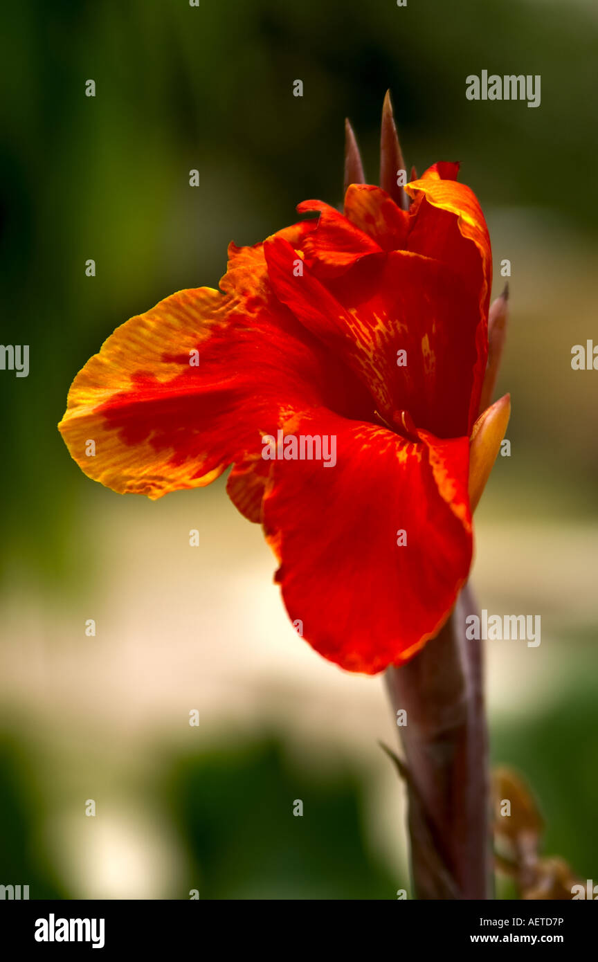 Canna flower hi-res stock photography and images - Alamy
