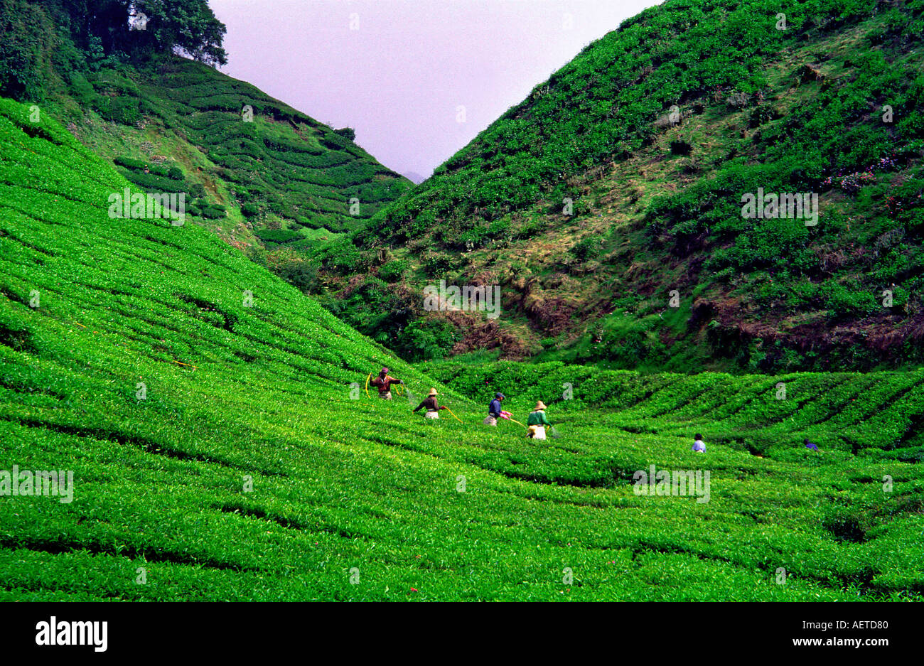 Tea plantation Tanah Rata Brinchang Cameron Highlands Malaysia Stock ...