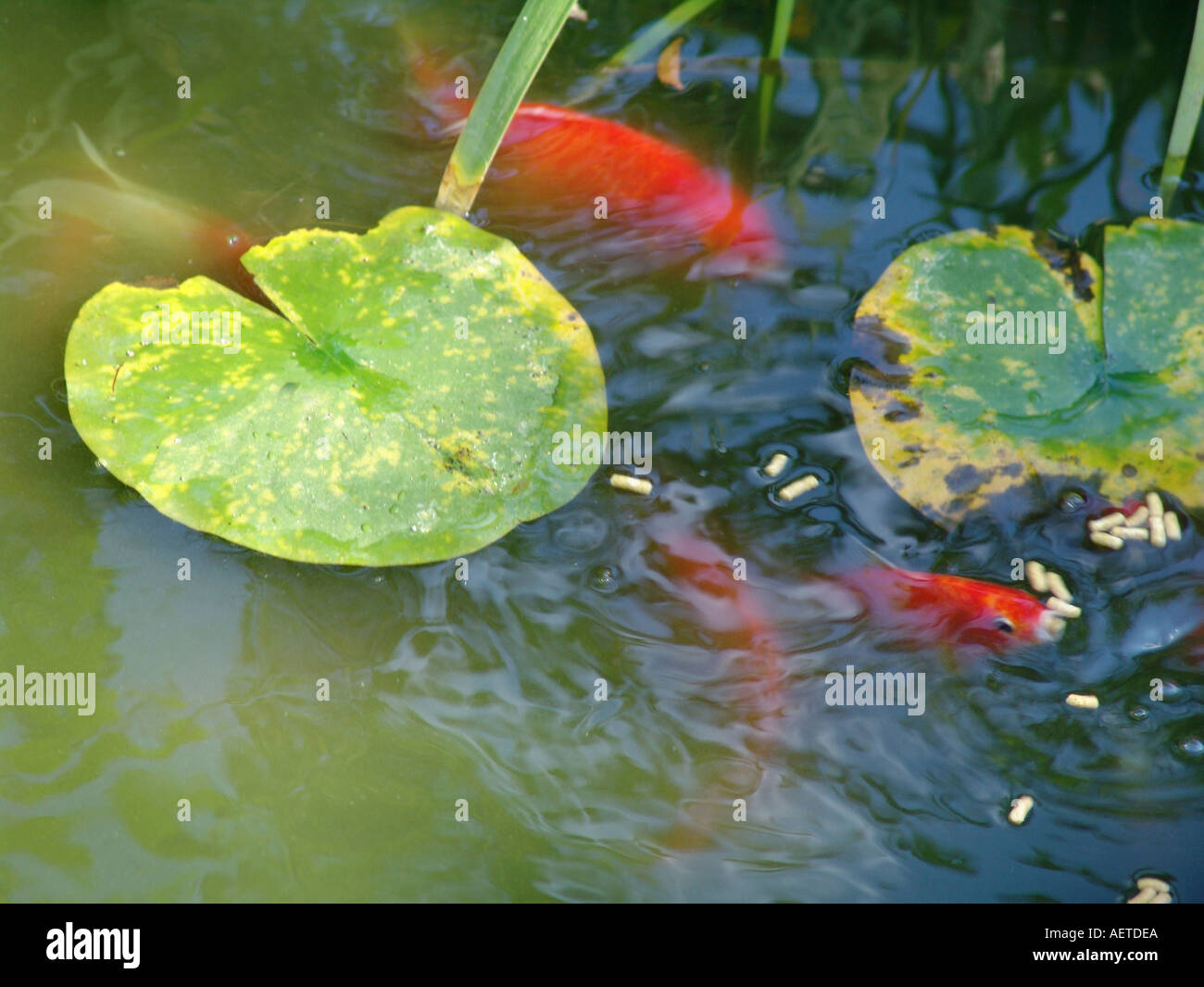goldfish in a garden pond Stock Photo - Alamy