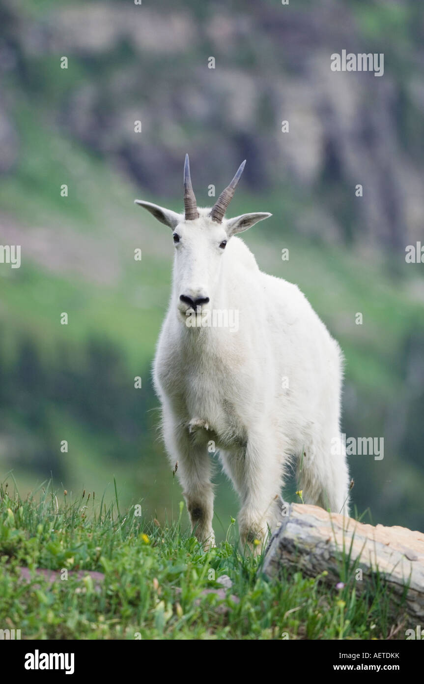 Mountain Goat Oreamnos americanus adult with summer coat Glacier ...
