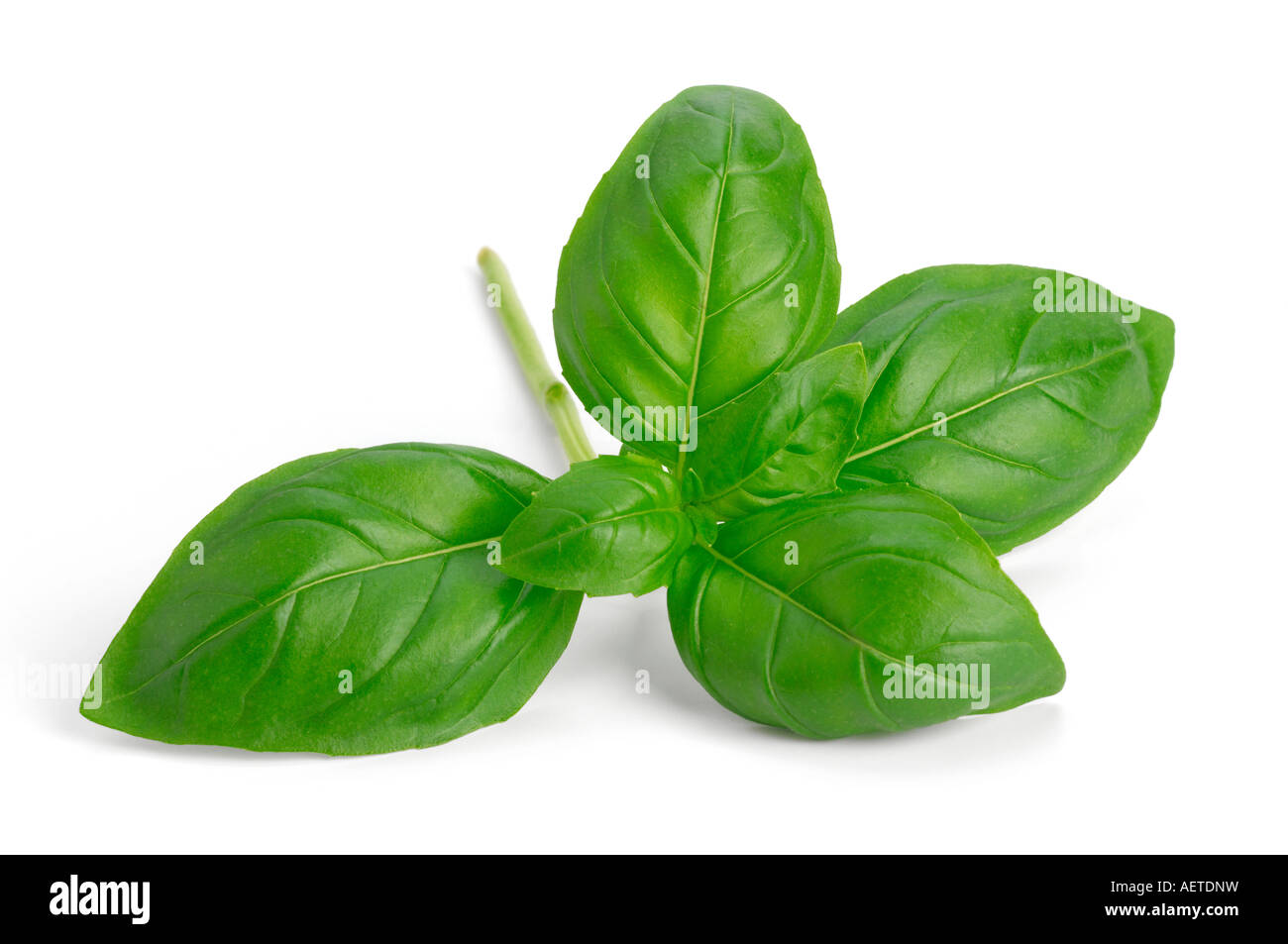 Sprig of fresh Basil Stock Photo - Alamy
