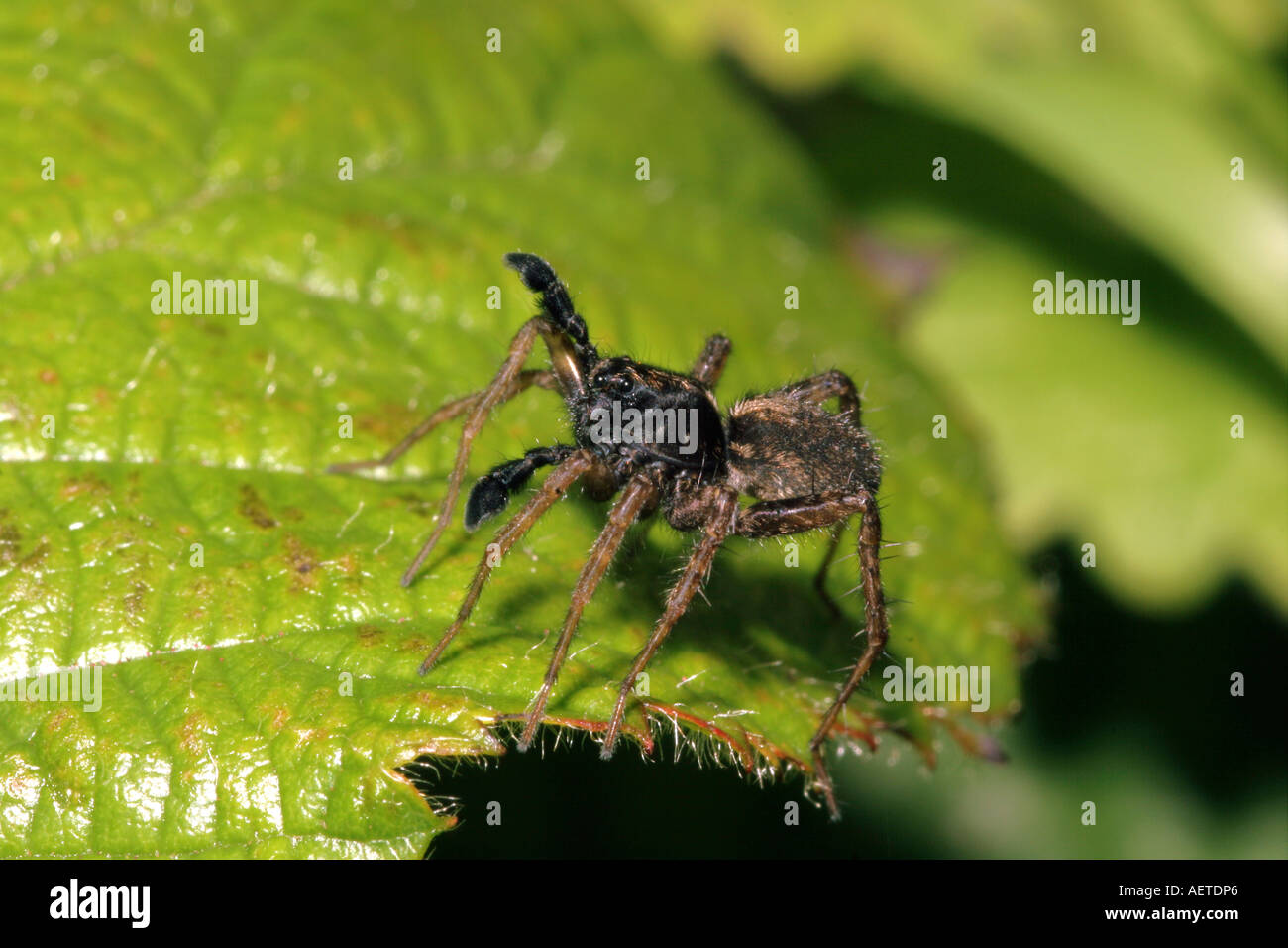 Spiders courting hi-res stock photography and images - Alamy