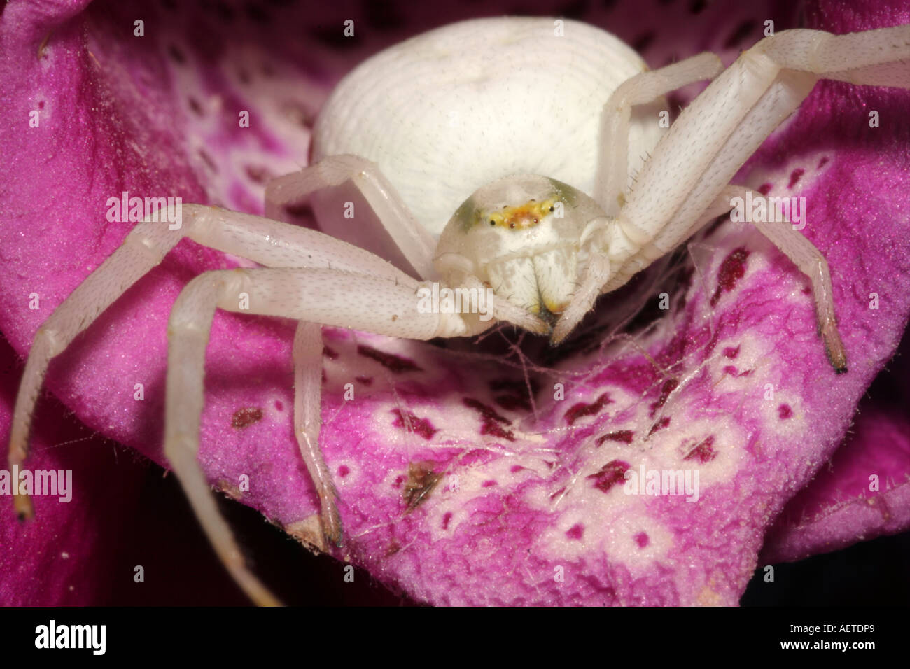 Common flower spider Misumena vatia Thomisidae a crab spider waiting in ...