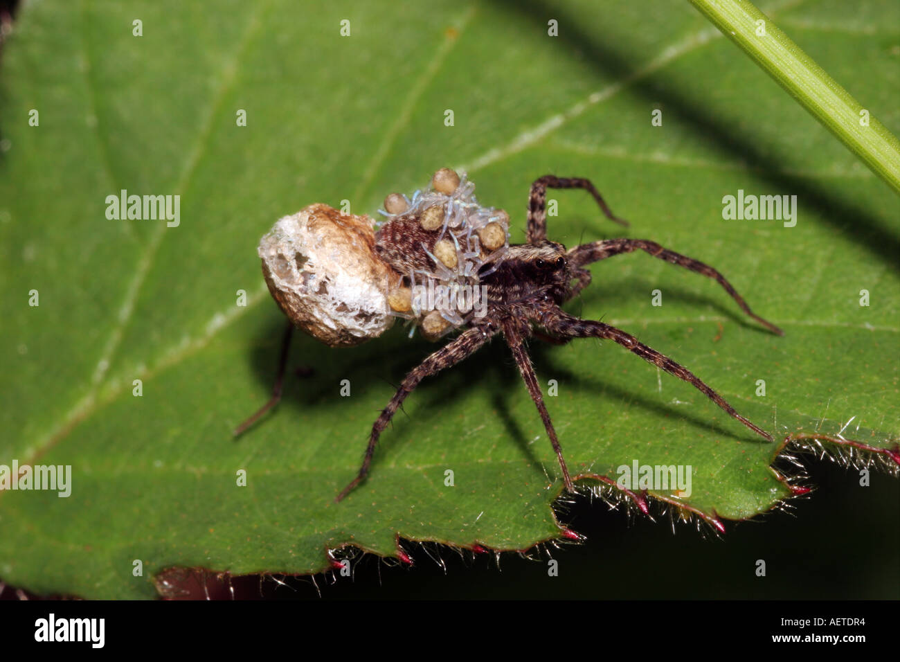 Spotted wolf spider Pardosa amentata Lycosidae with babies hatching ...