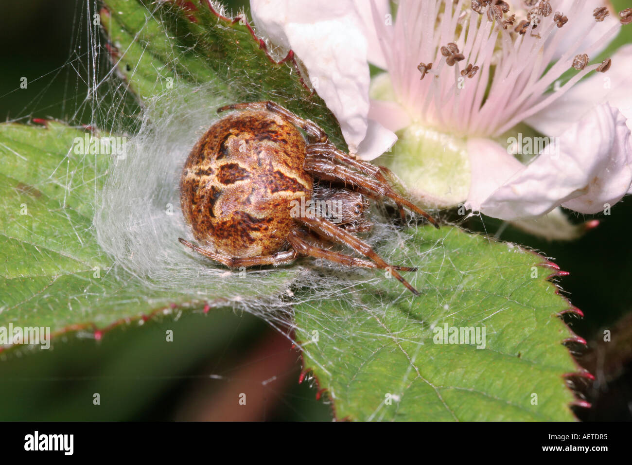 Gorse orb weaver spider Agalenatea redii Araneidae female in lair UK Stock Photo - Alamy