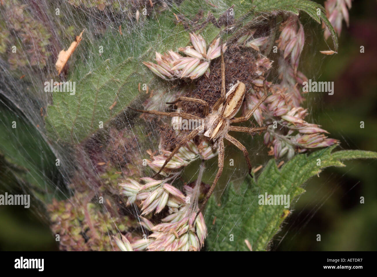 Nursery web / Wedding present spider Pisaura mirabilis Pisauridae ...
