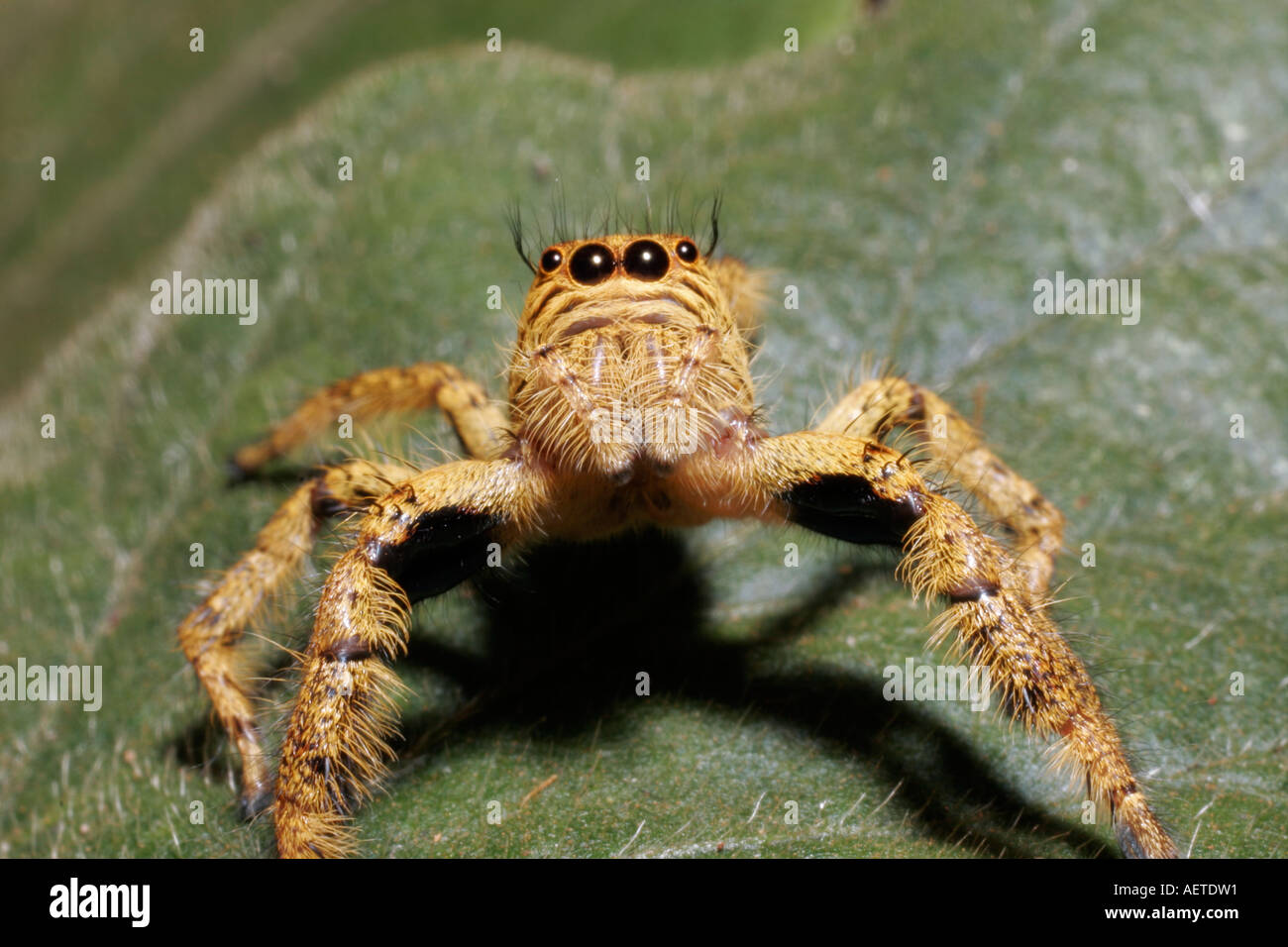 Jumping spider Salticidae showing large eyes which give good vision in ...