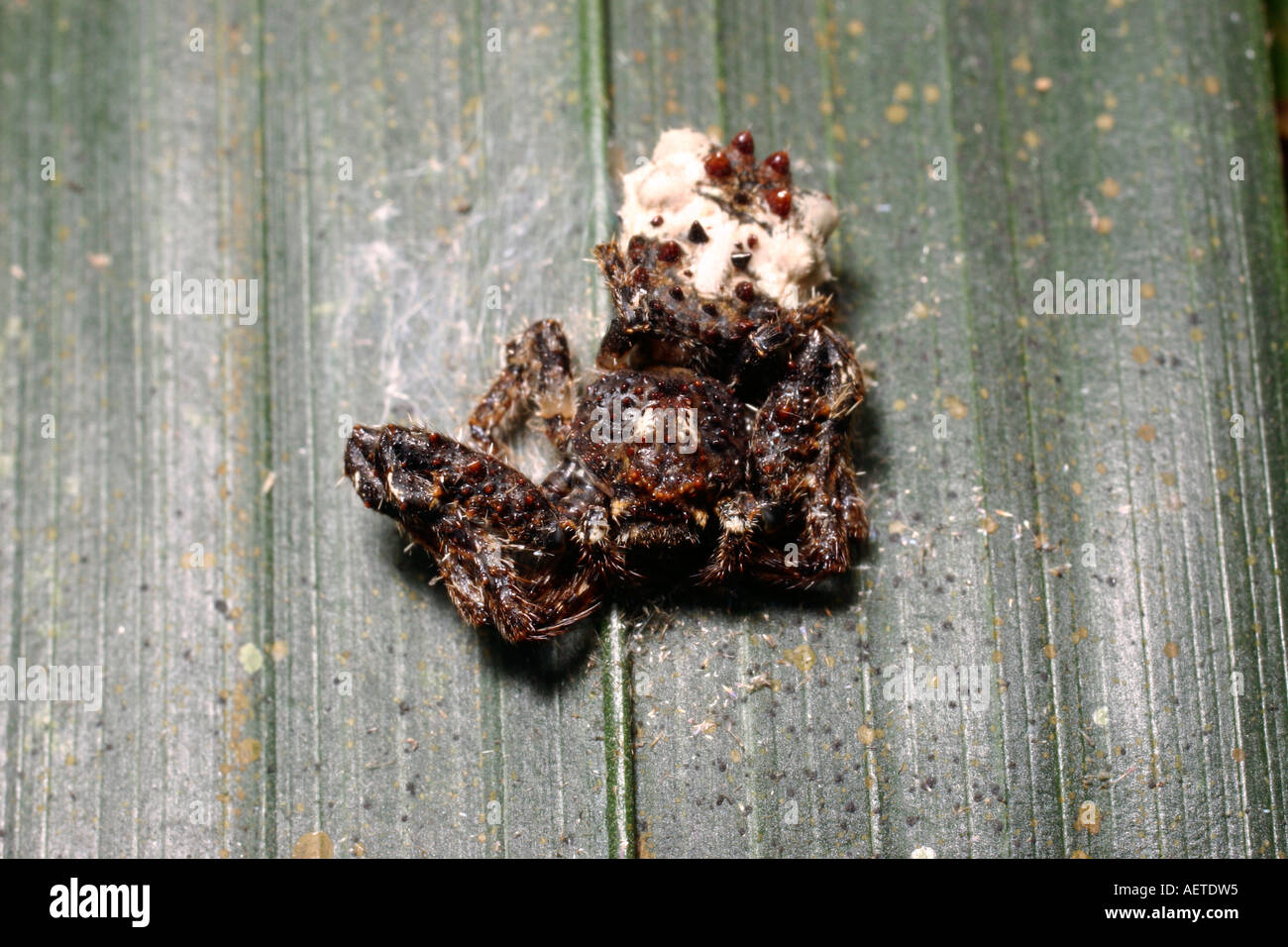 Do spiders poo hi-res stock photography and images - Alamy