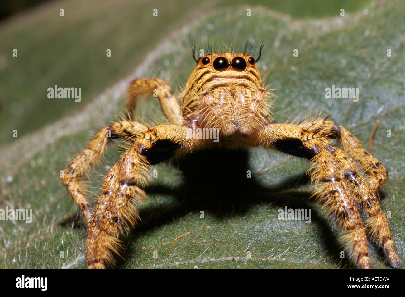 Jumping spider Salticidae showing large eyes which give good vision in ...