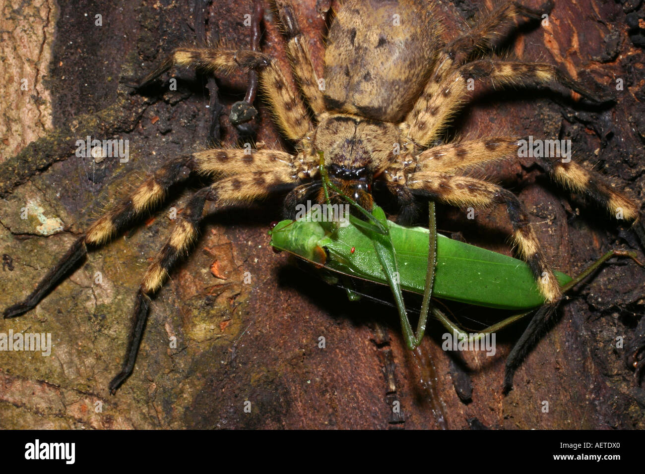 Huntsman spider Barylestis sp Sparassidae feeding on a large katydid ...