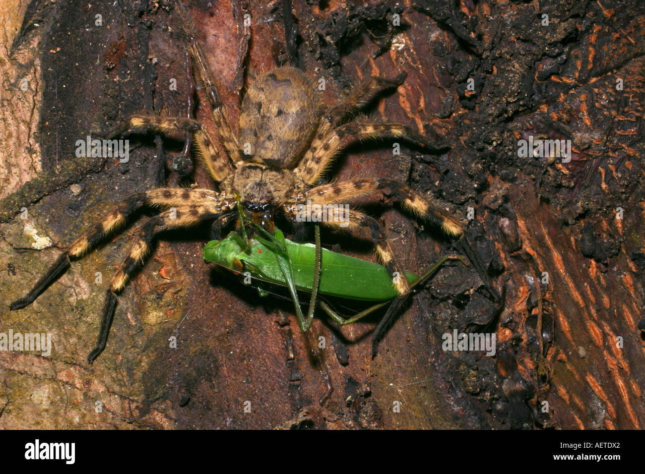 Huntsman spider Barylestis sp Sparassidae feeding Stock Photo - Alamy