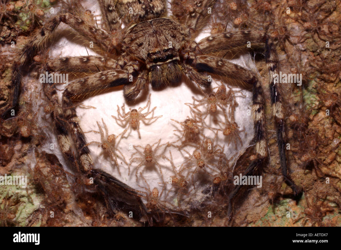 Huntsman spider Barylestis blaisei Sparassidae female Stock Photo - Alamy