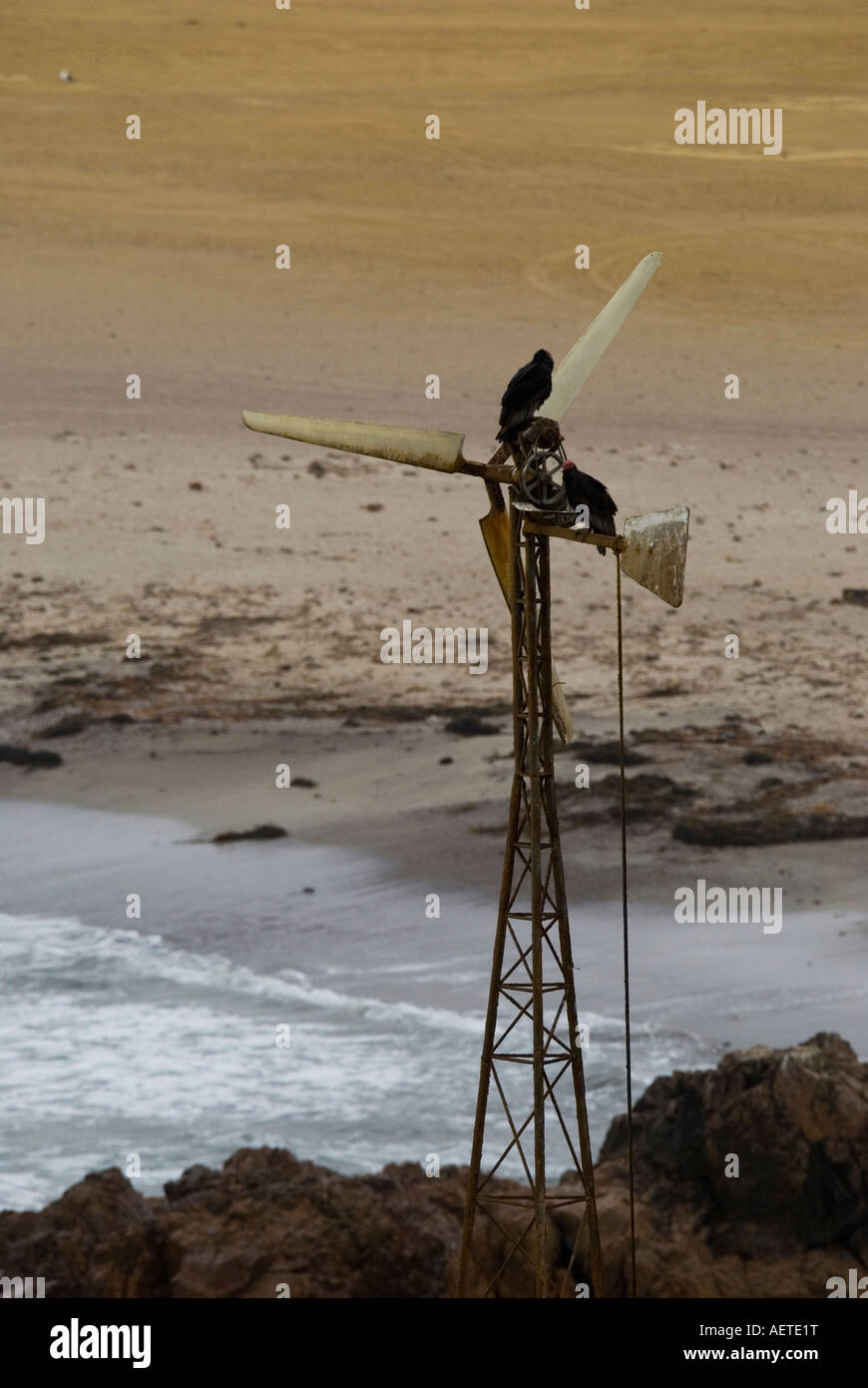 Kpcofgs wind turbine turkey vultures cathartes aura paracas national ...
