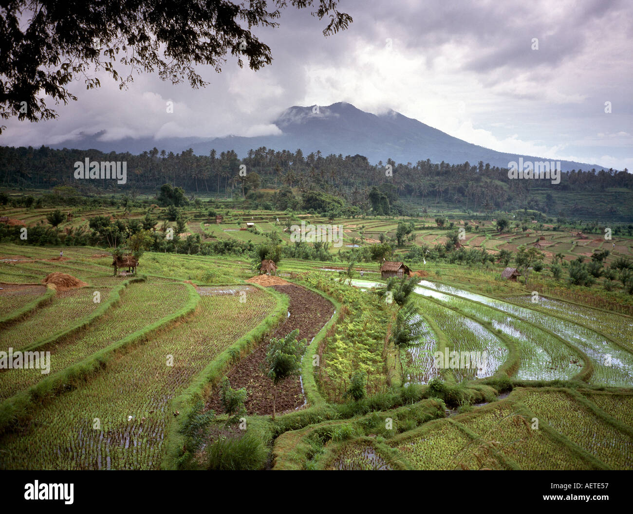 Indonesia Bali agriculture terraced paddy fields on slopes of Mt Agung ...