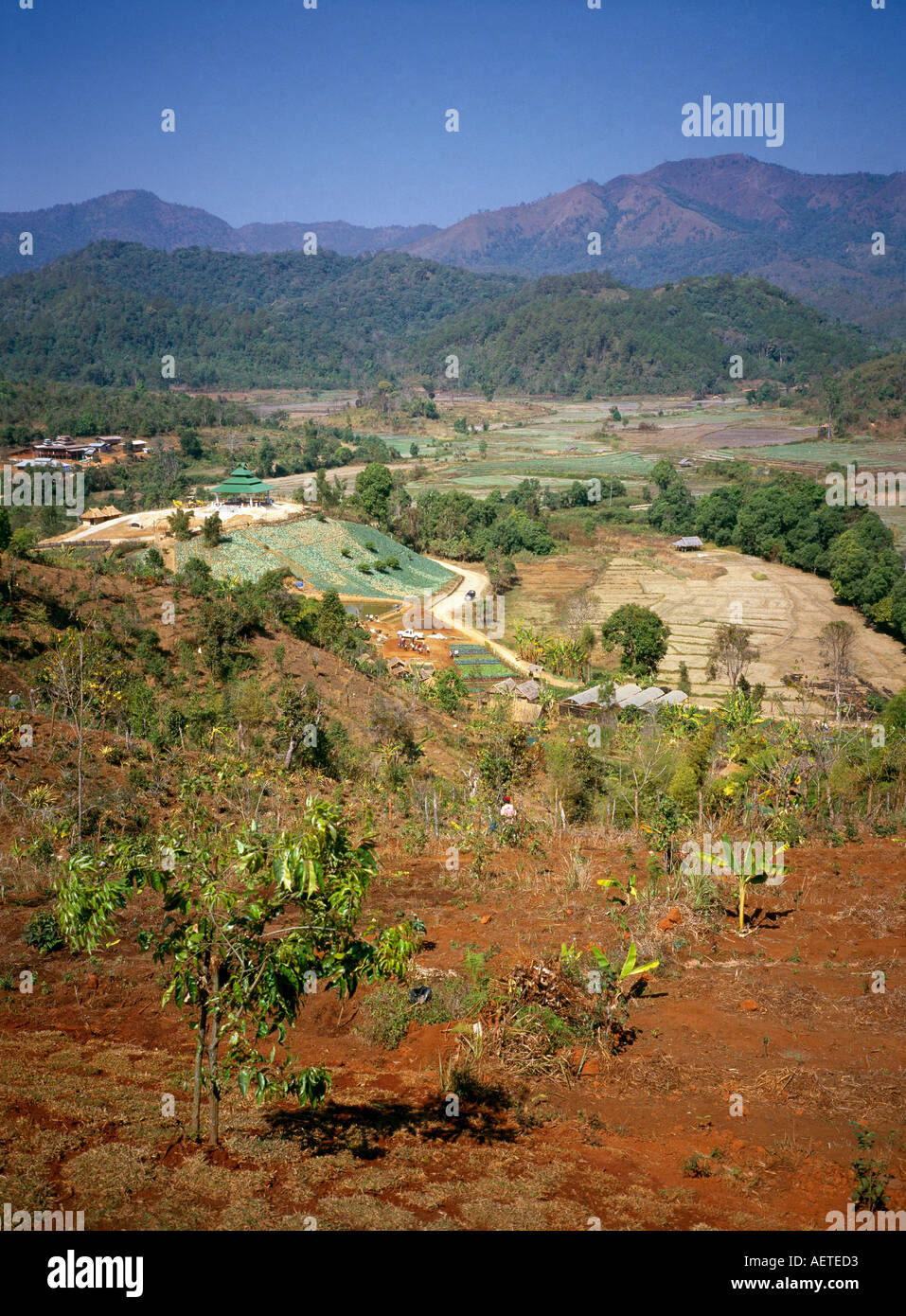 Golden triangle opium fields hi-res stock photography and images - Alamy