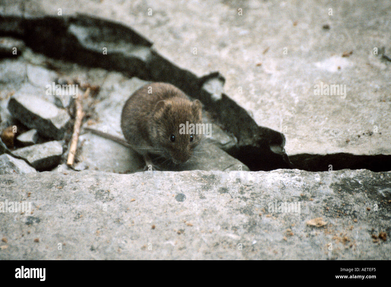 Mouse entering hi-res stock photography and images - Alamy