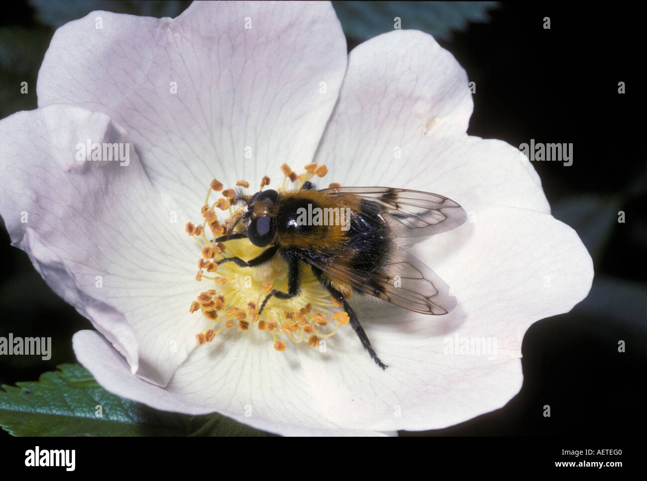 Bumble bee mimic hoverfly hi-res stock photography and images - Alamy