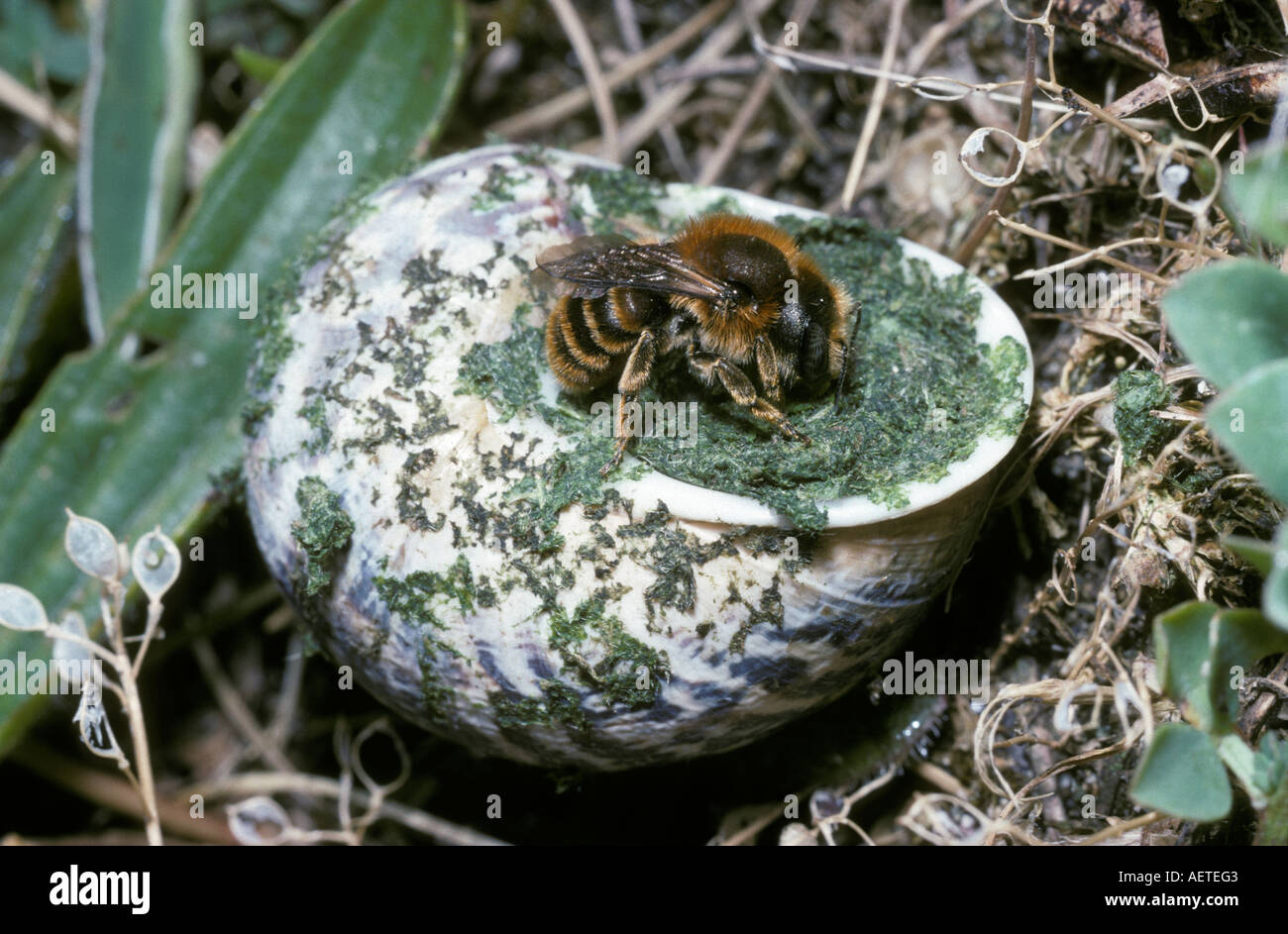Dune snail bee hi-res stock photography and images - Alamy