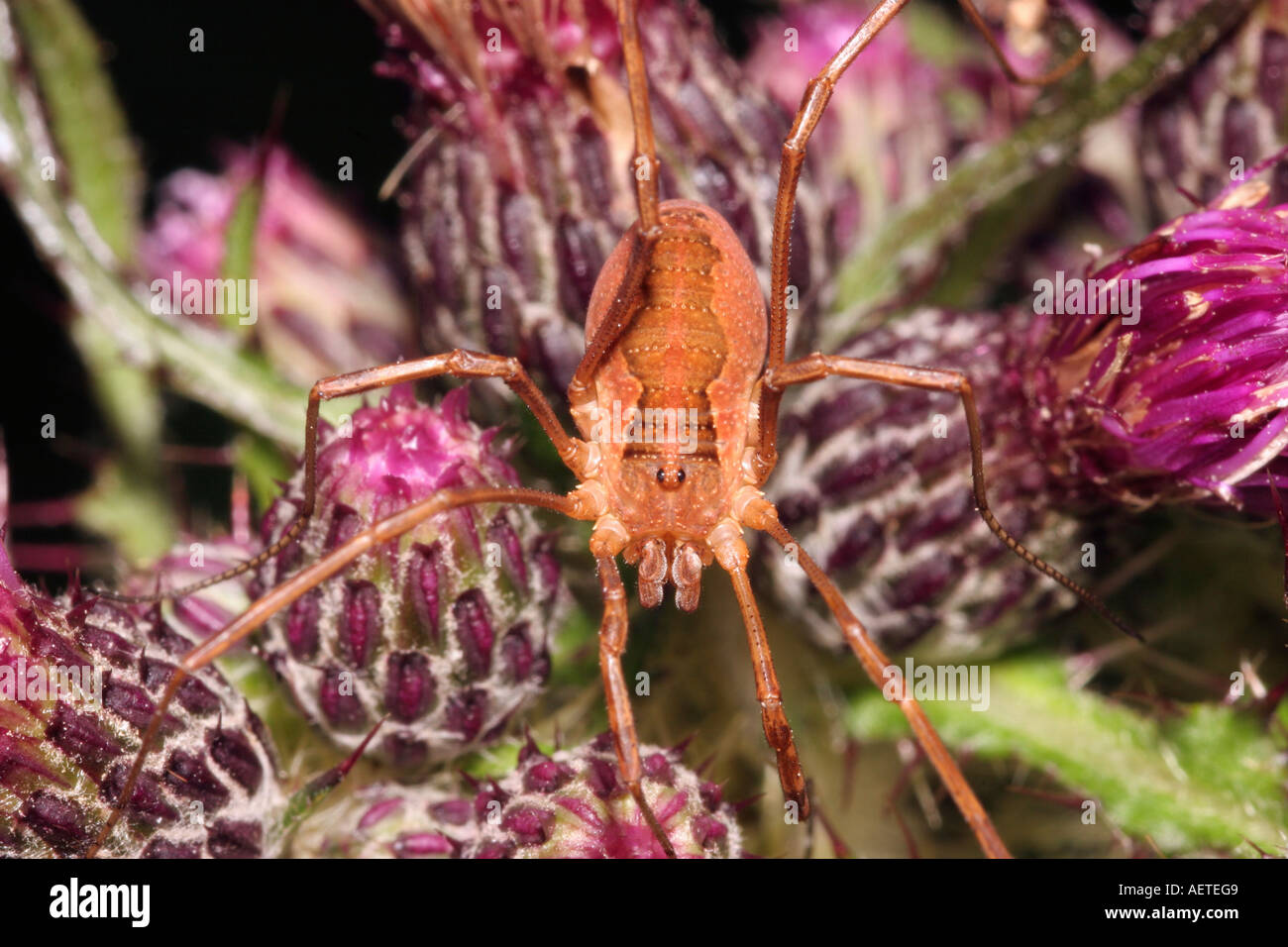 Harvestman Mitopus morio Phalangiidae UK Stock Photo - Alamy