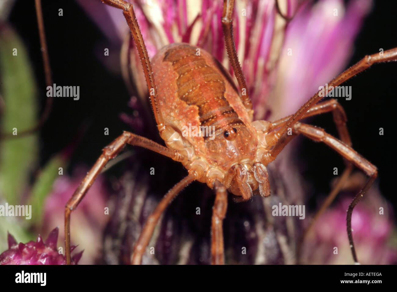 Harvestman Mitopus morio Phalangiidae UK Stock Photo - Alamy