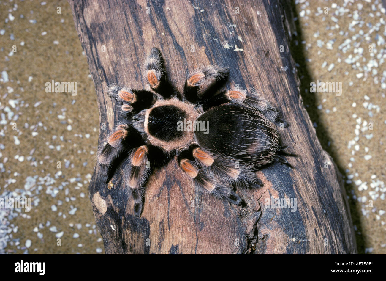 Mexican red kneed tarantula Brachypelma smithi Theraphosidae Captive ...