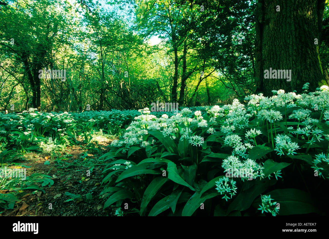 Wild garlic/ramsons in wooland near Salisbury, Wiltshire, England, UK ...
