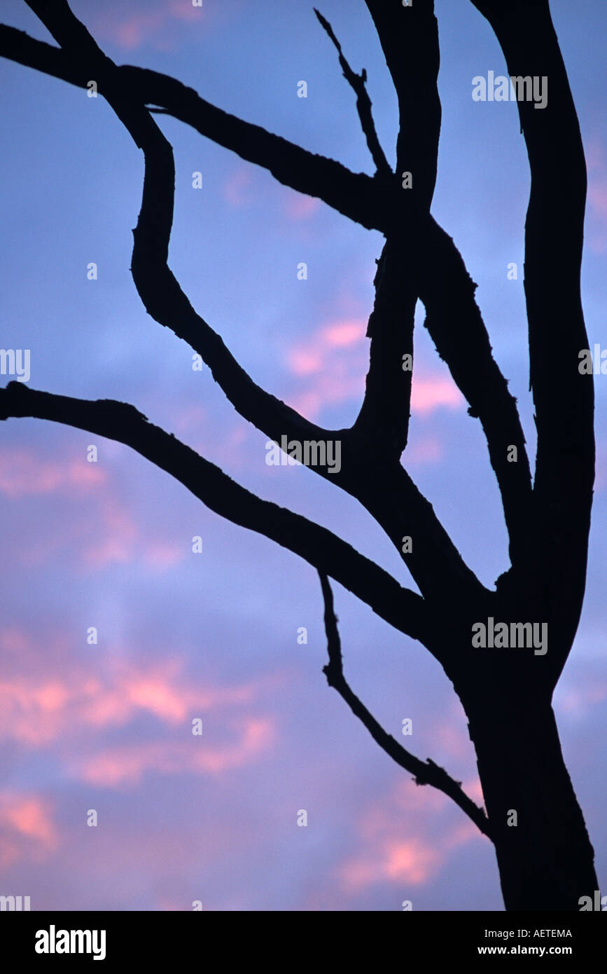 Dead tree silhouetted against winter sky, New forest, Hampshire ...