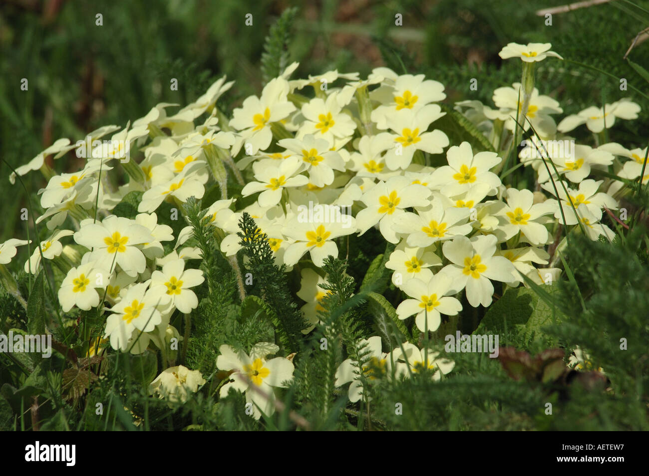 Pale yellow flowers hi-res stock photography and images - Alamy