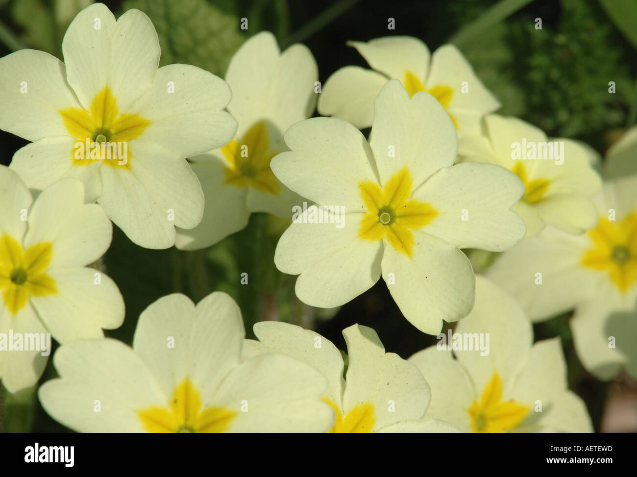 Pale yellow flowers of the primrose Stock Photo - Alamy