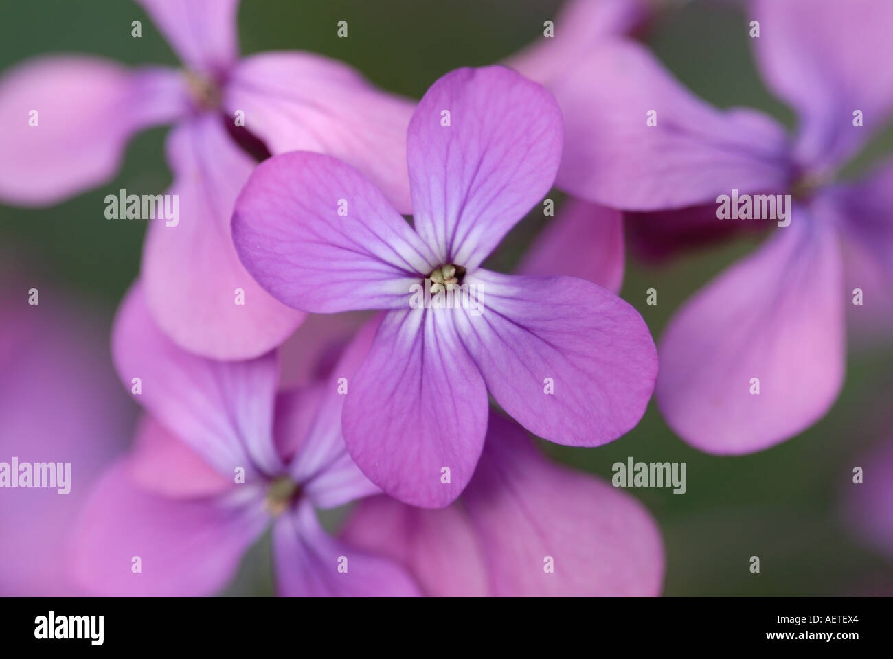 Pink flowers of Honesty Stock Photo - Alamy