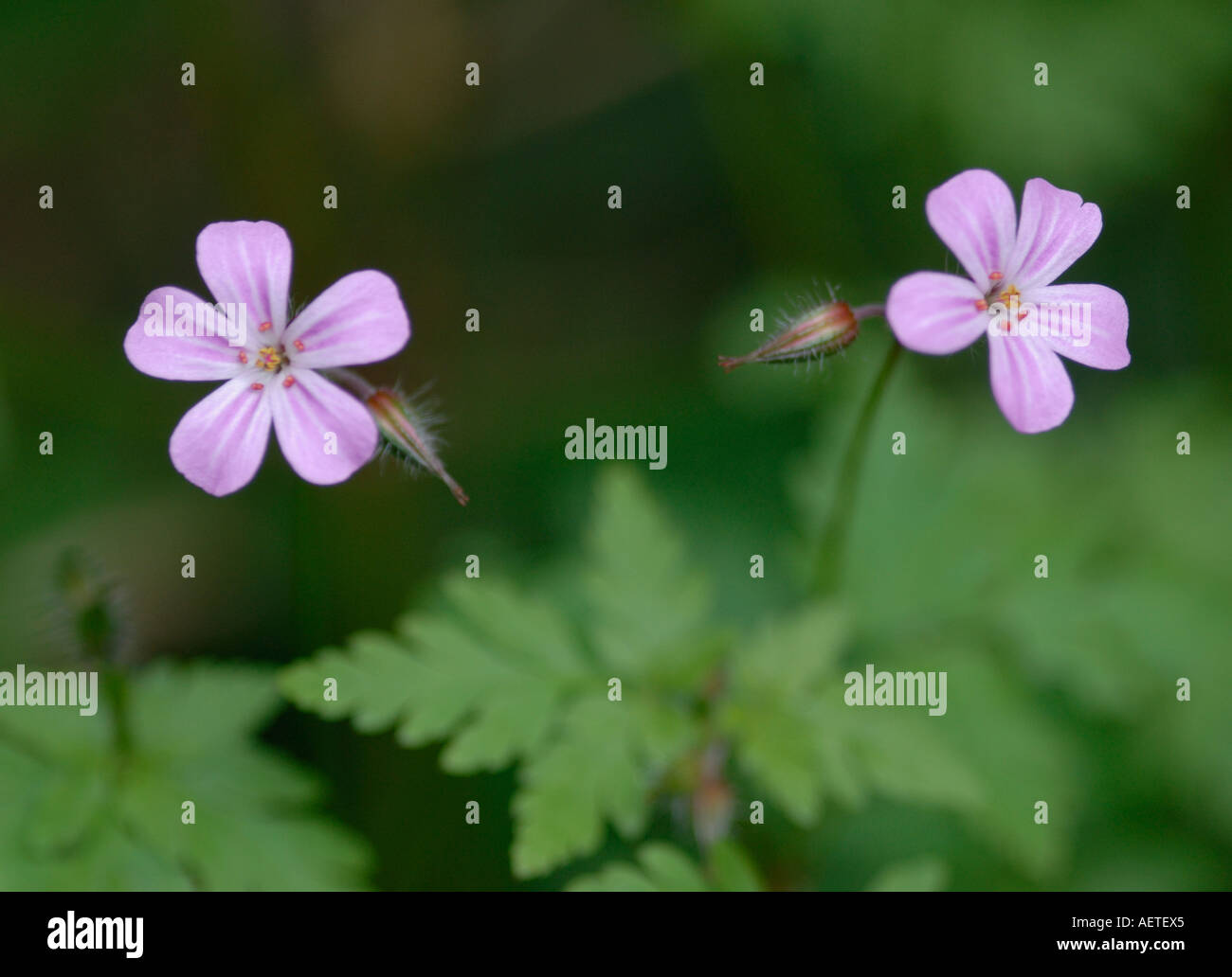 Pink herb robert hi-res stock photography and images - Alamy