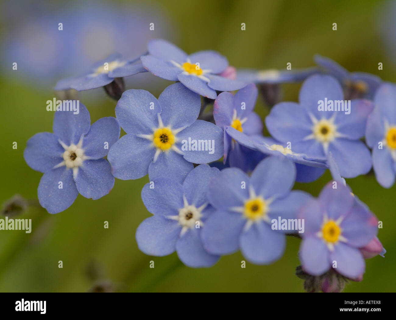 Blue forget flowers hi-res stock photography and images - Alamy