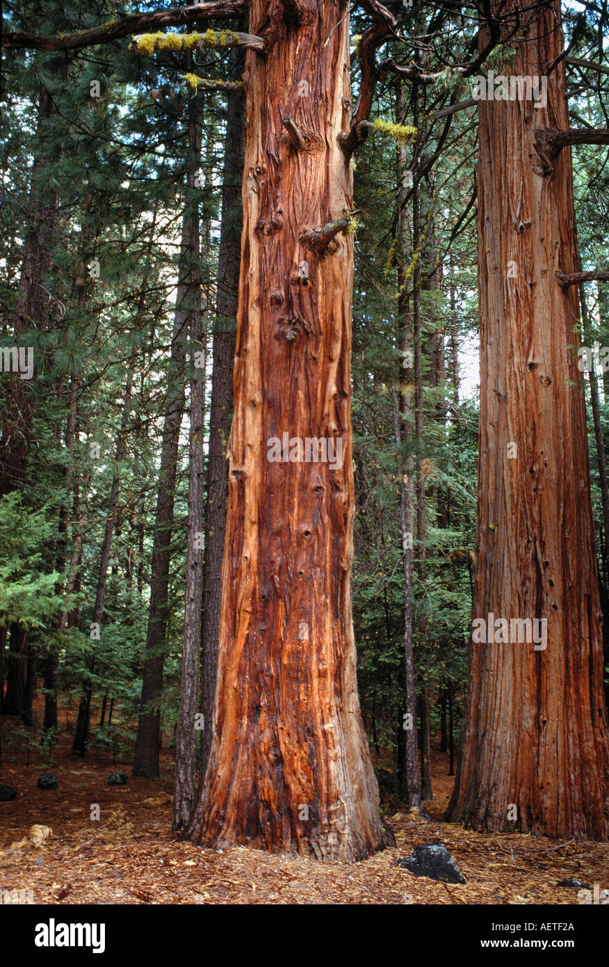 giant sequoia trees Stock Photo - Alamy