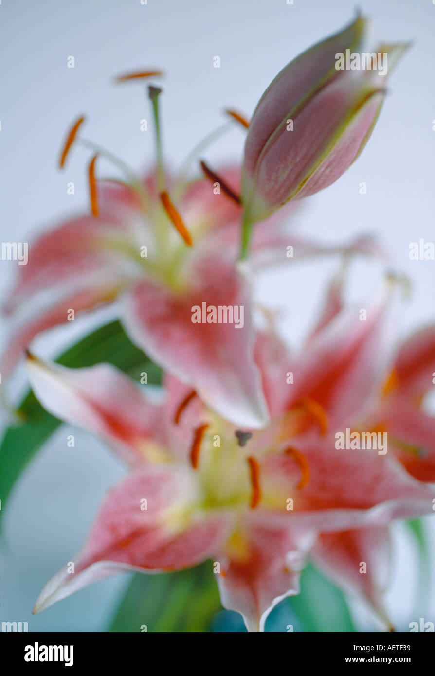 GROUP OF HYBRID LILIES FLOWER GRAPHIC Stock Photo - Alamy