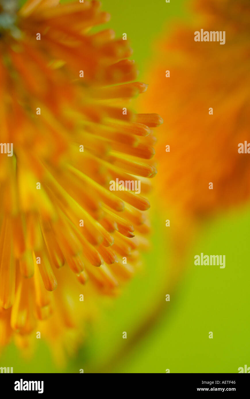 RED HOT POKERS KNIPHOFIA PRINCE IGOR FLOWER GRAPHIC Stock Photo - Alamy