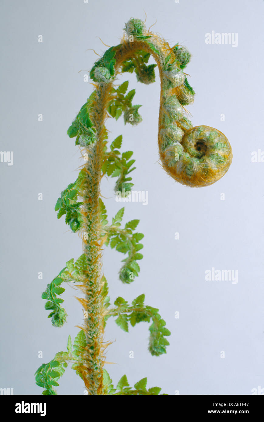 UNFURLING FERN FROND CLOSE UP GRAPHIC Stock Photo - Alamy