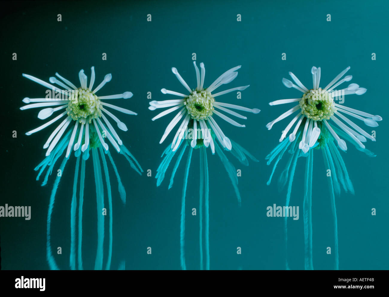 Line of flower heads hi-res stock photography and images - Alamy