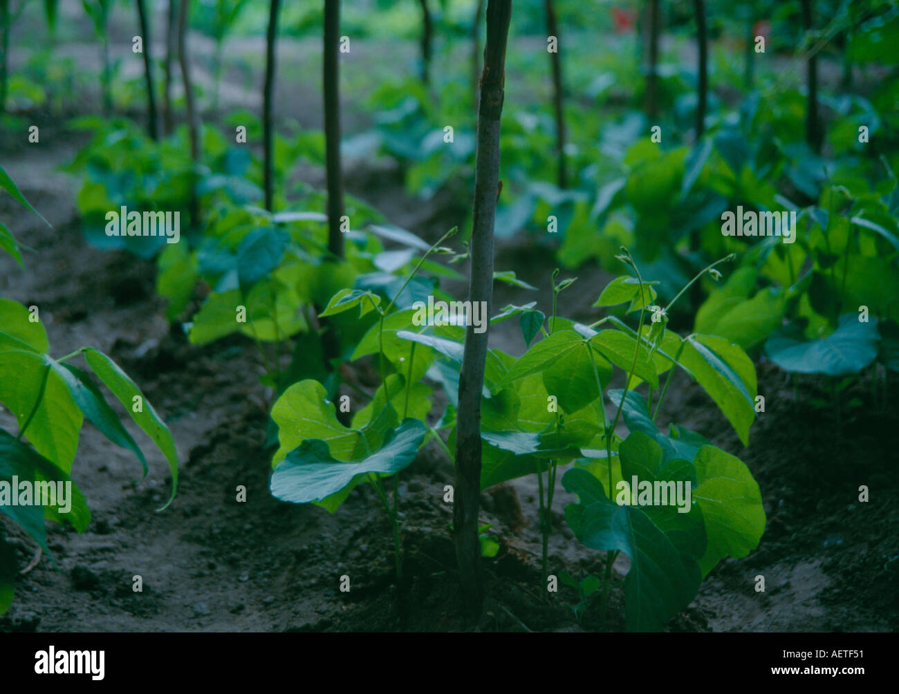 RUNNER BEAN PLANTS IN VEGETABLE PLOT IN TURKEY Stock Photo - Alamy