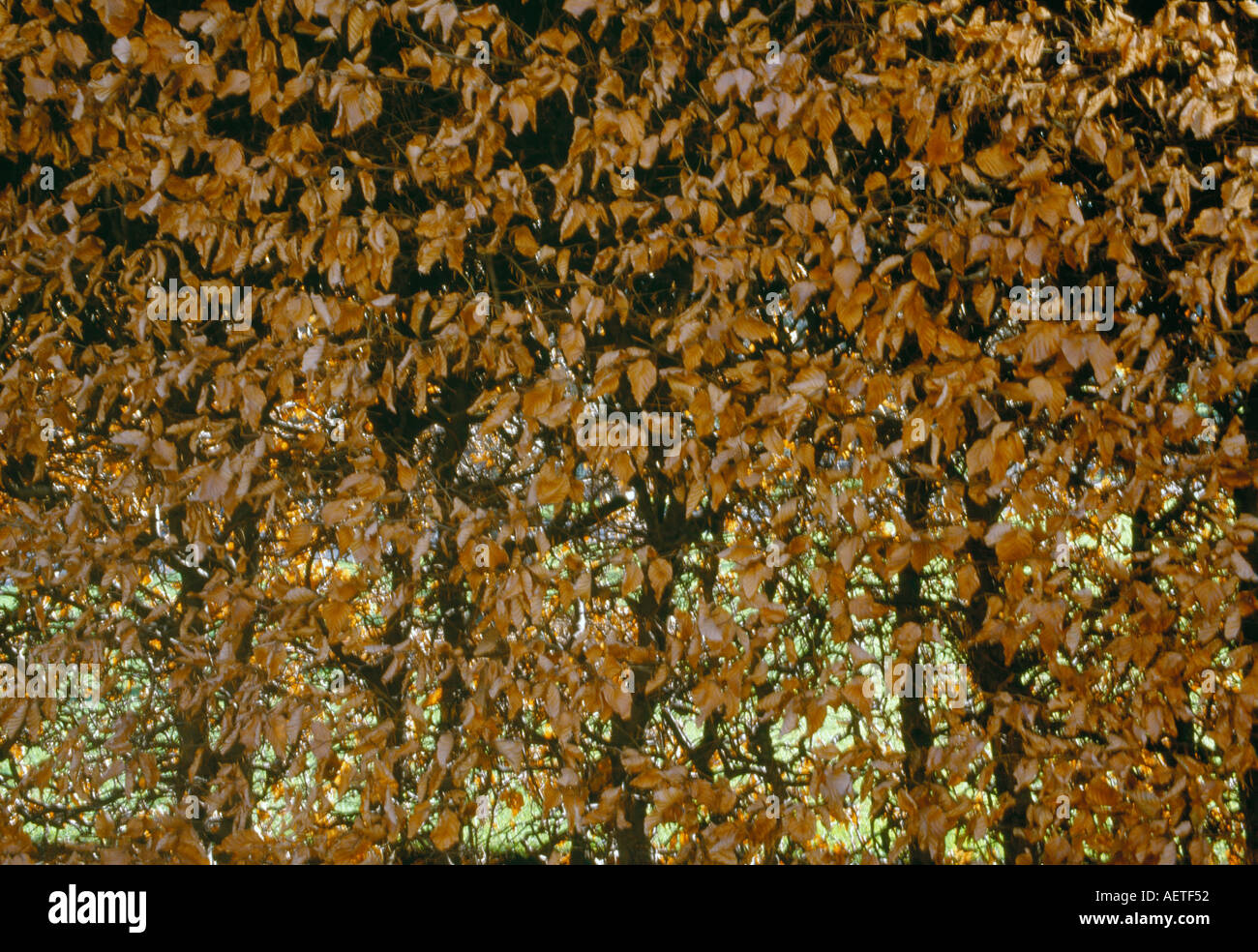 BEECH HEDGE IN THE AUTUMN GRAPHIC Stock Photo - Alamy
