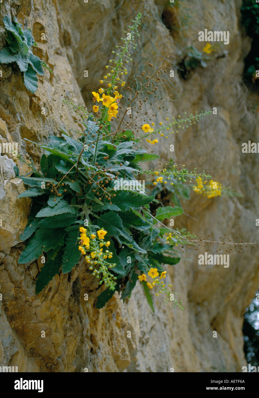 Greek mullein hi-res stock photography and images - Alamy