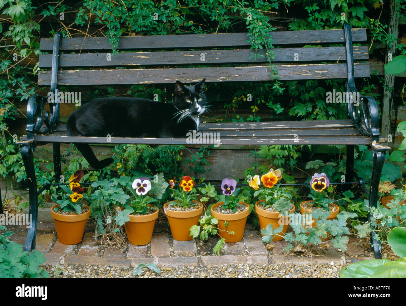 DOMESTIC CAT RELAXING ON A GARDEN BENCH Stock Photo - Alamy