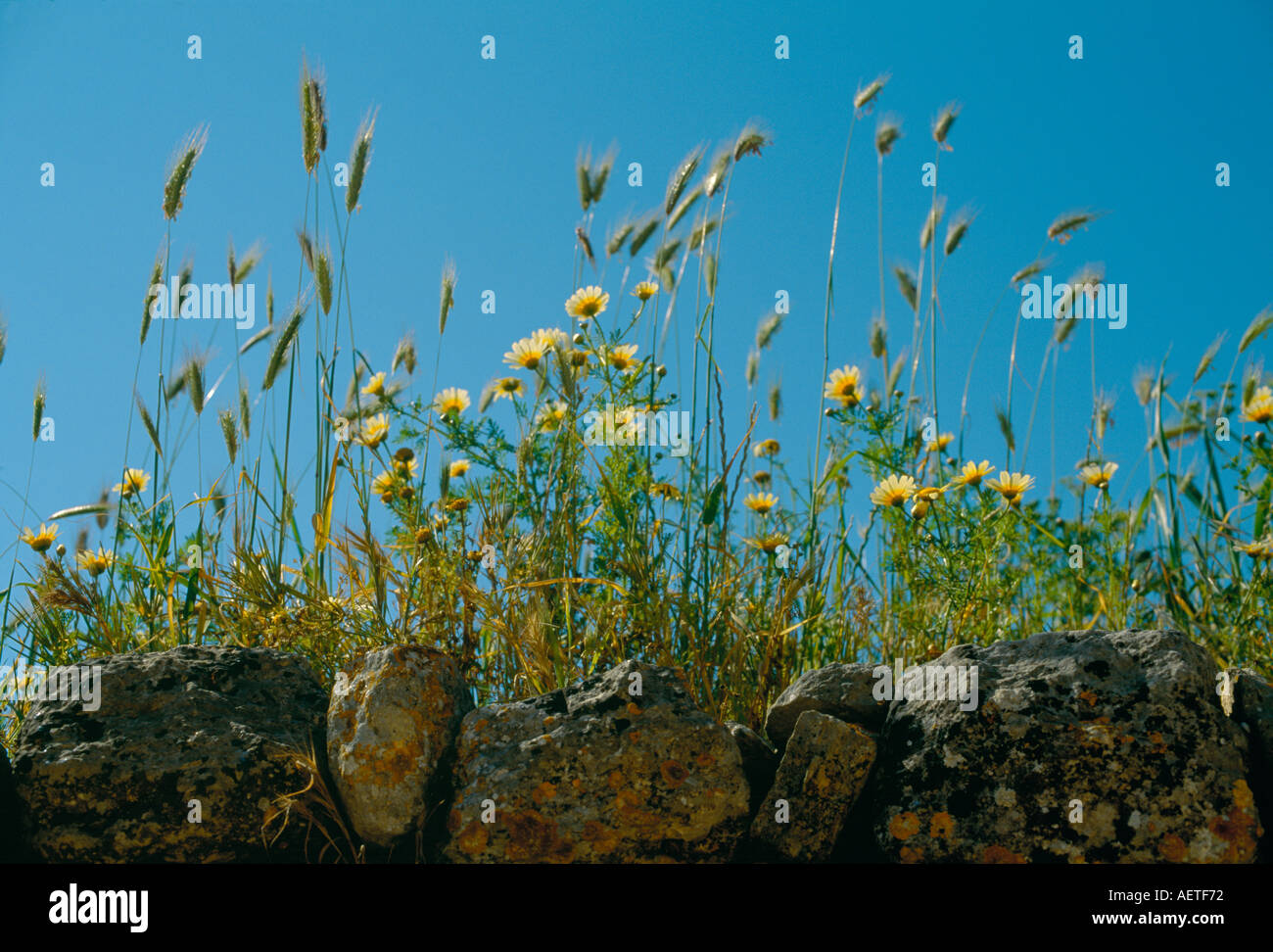 WILDFLOWERS AND GRASSES SEEDED INTO A WALL CRETE Stock Photo - Alamy