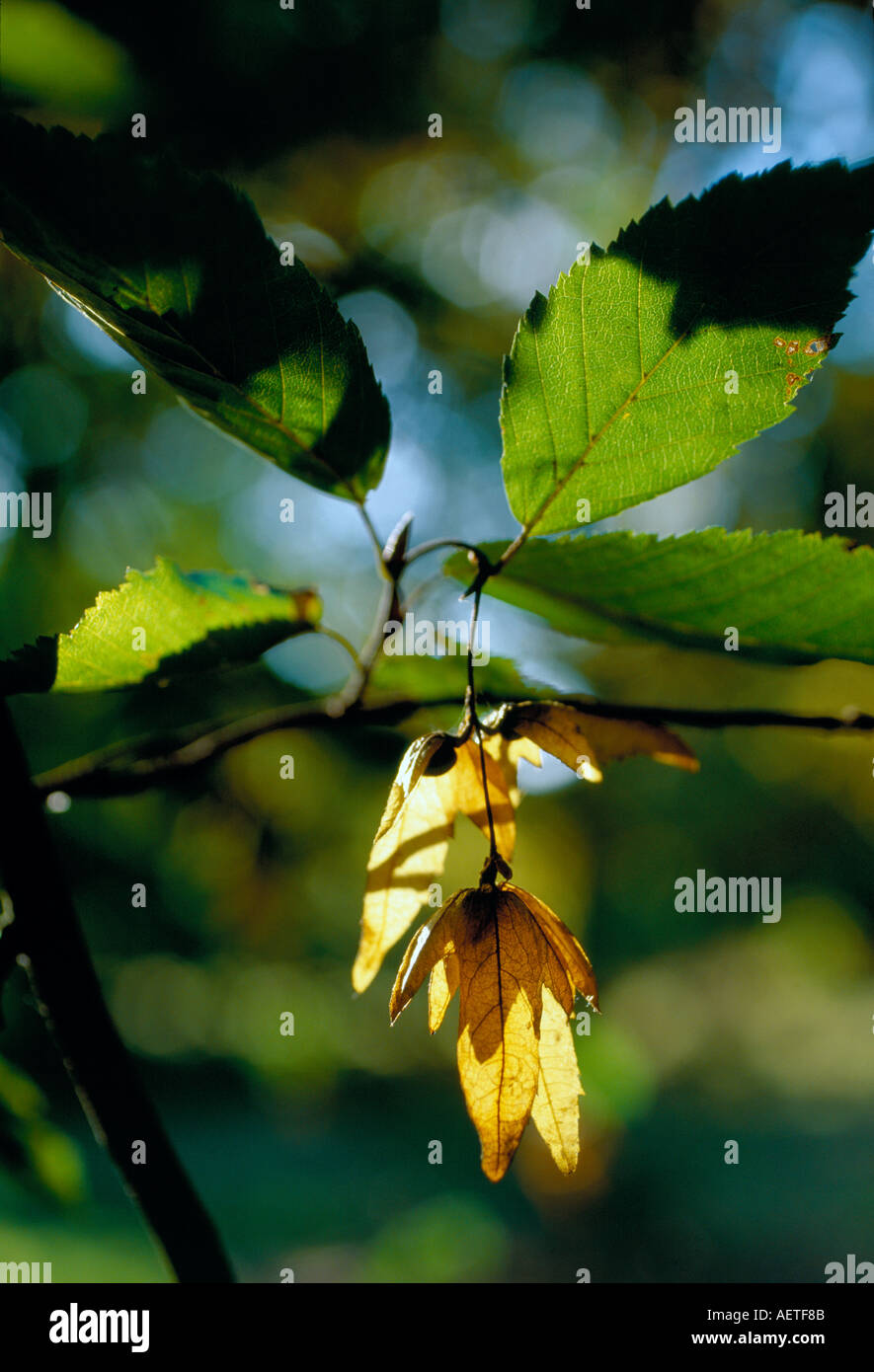 Carpinus betulus fruit hi-res stock photography and images - Alamy