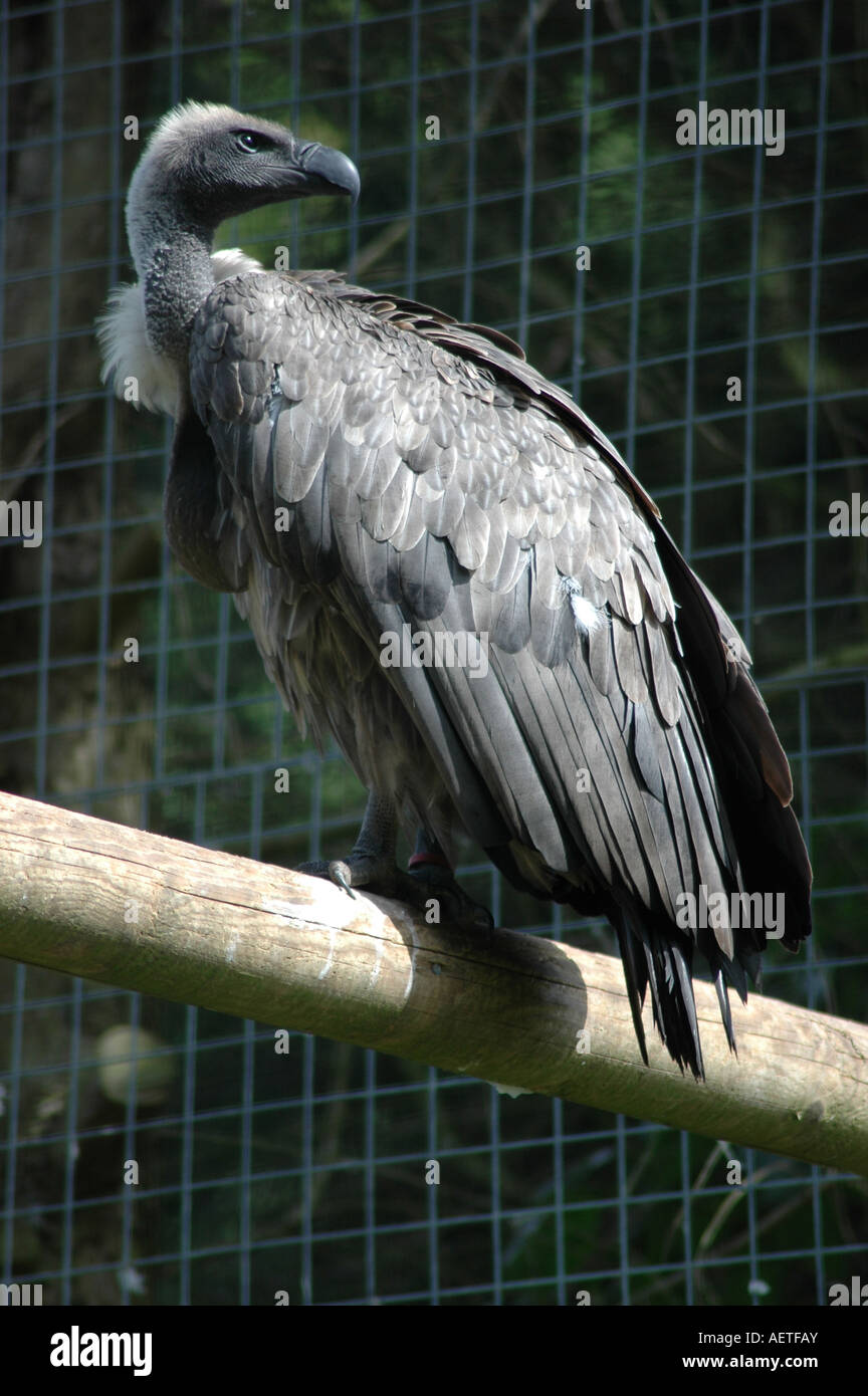 Perch in hi-res stock photography and images - Alamy