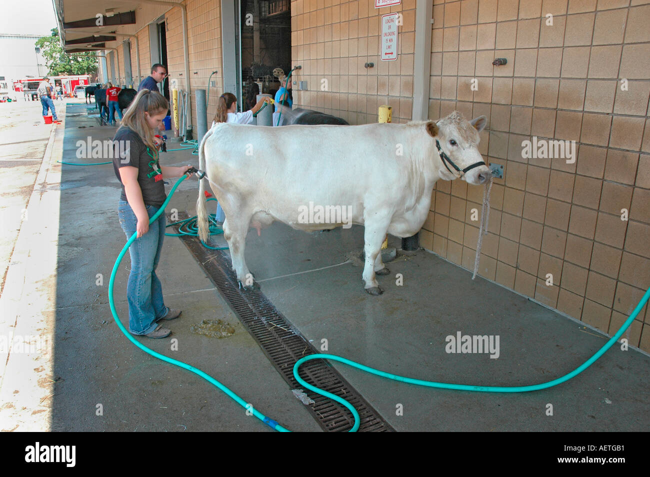 Young farmers washing their cattle steers cows for show at Fair ...